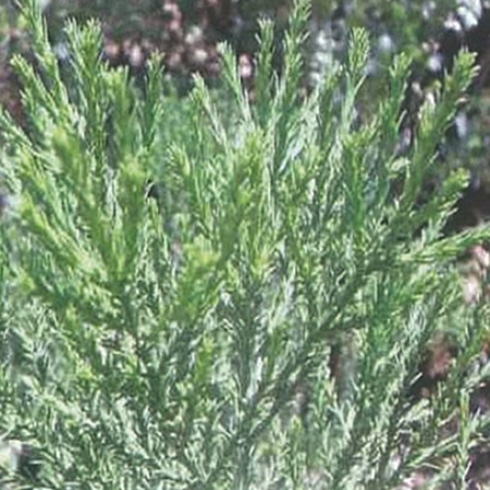 Dev Sekoya Ağacı - Sequoiadendron Gigantum Fidanı Fiyatları - Çiçek Ağaç