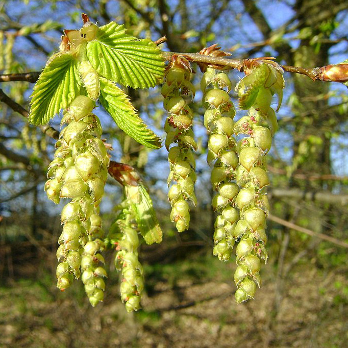 Gürgen Ağacı - Carpinus Betulus Fidanı Fiyatları - Çiçek Ağaç