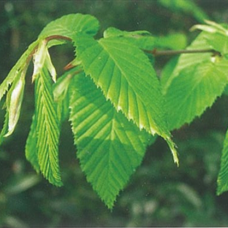 Gürgen Ağacı - Carpinus Betulus Fidanı Fiyatları - Çiçek Ağaç