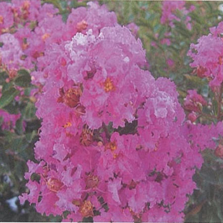 Oya Ağacı - Lagersrot Mia Indica Fidanı Fiyatları - Çiçek Ağaç